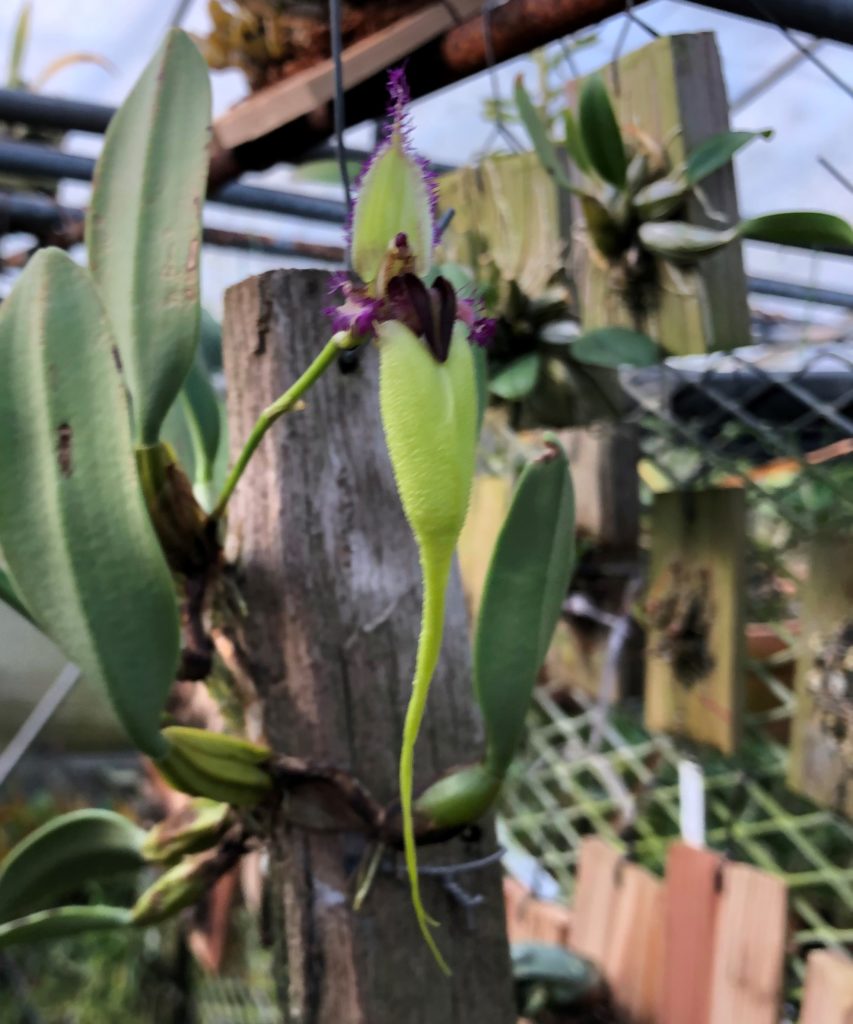 バルボフィラム | 仙台洋ラン園