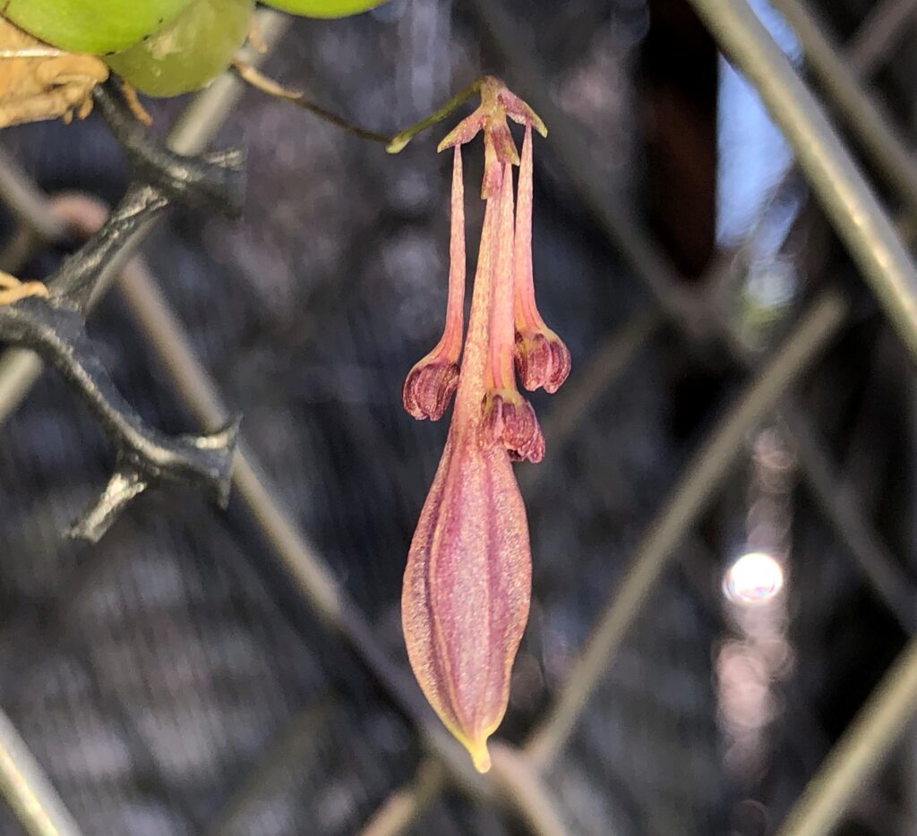 バルボフィラム | 仙台洋ラン園