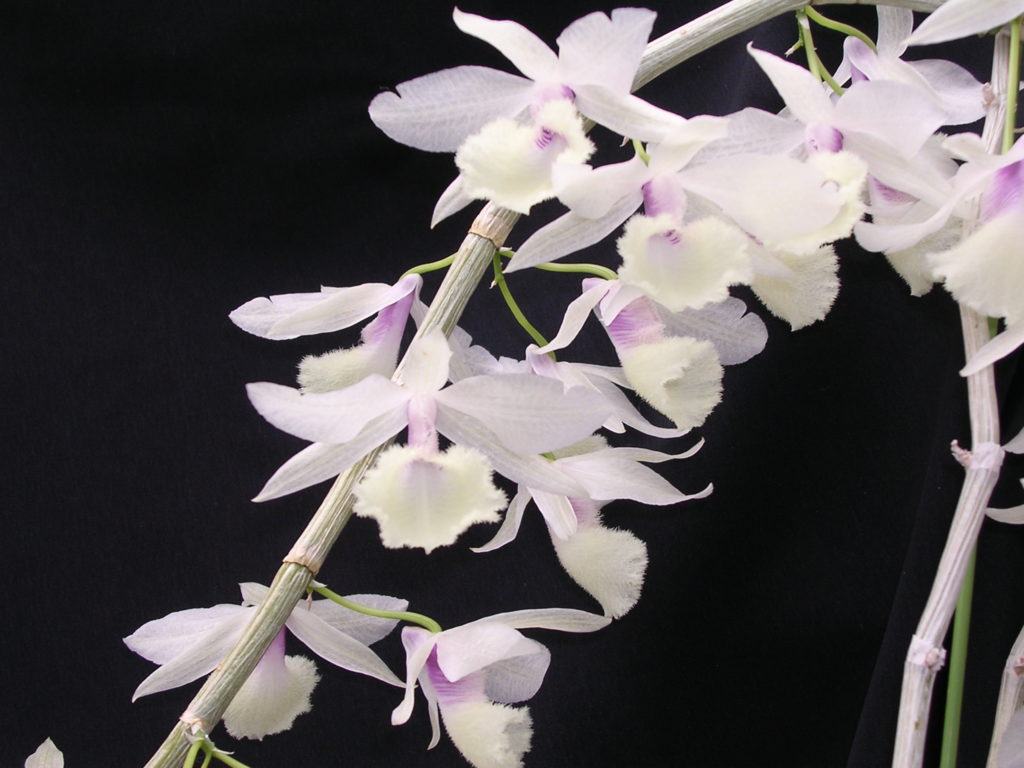 デンドロビューム原種 | ページ 2 | 仙台洋ラン園