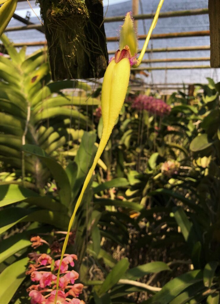 Bulb. fascinator fma. semi albumバルボフィラム ファスシネーター セミアルバム | 仙台洋ラン園