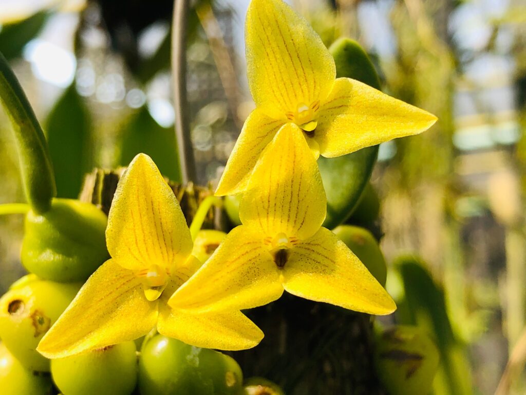 バルボフィラム | 仙台洋ラン園