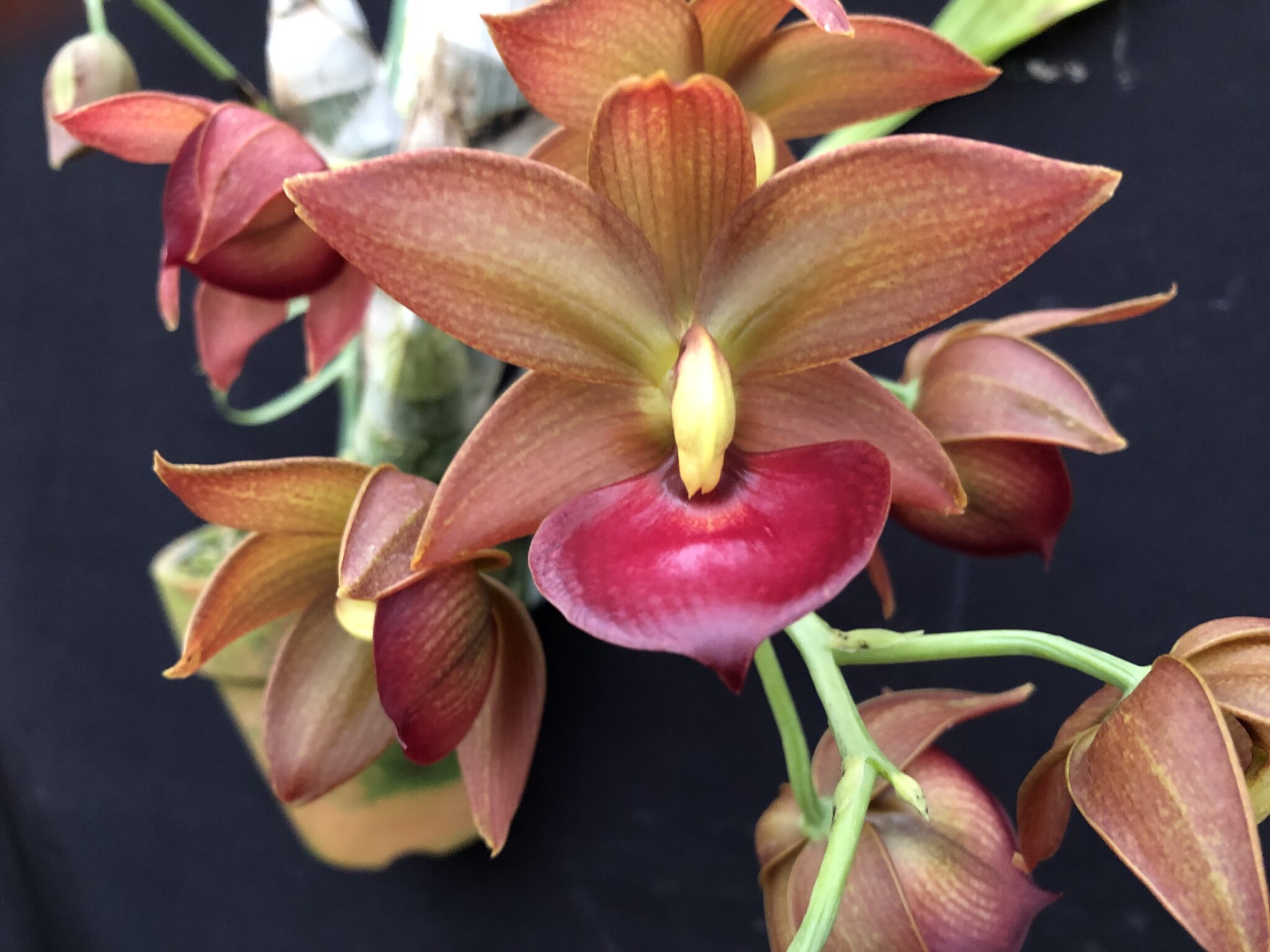 Cycd. Taiwan Gold 'Taiwan Orange' シクノデス タイワン ゴールド ‛タイワン オレンジ’ | 仙台洋ラン園