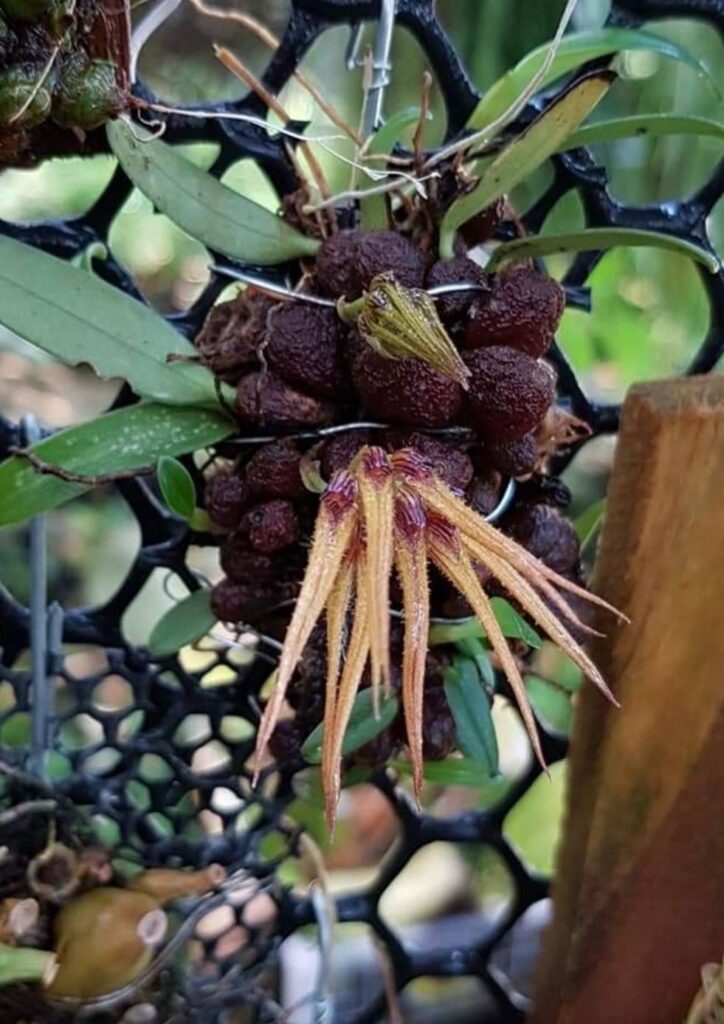 バルボフィラム | 仙台洋ラン園