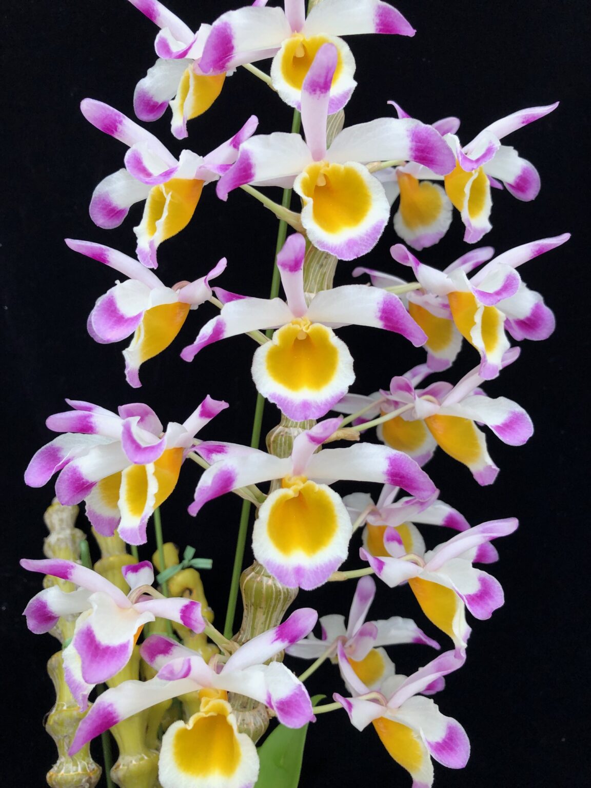 デンドロビューム原種 | 仙台洋ラン園