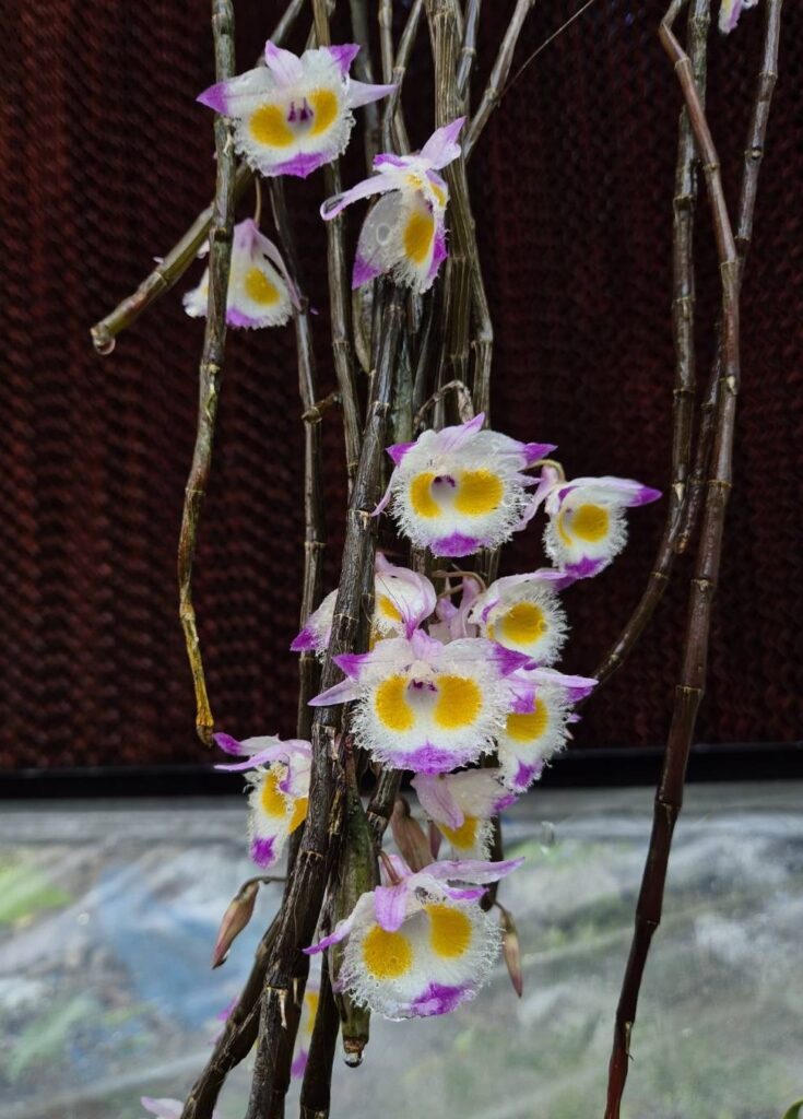 デンドロビューム原種 | 仙台洋ラン園