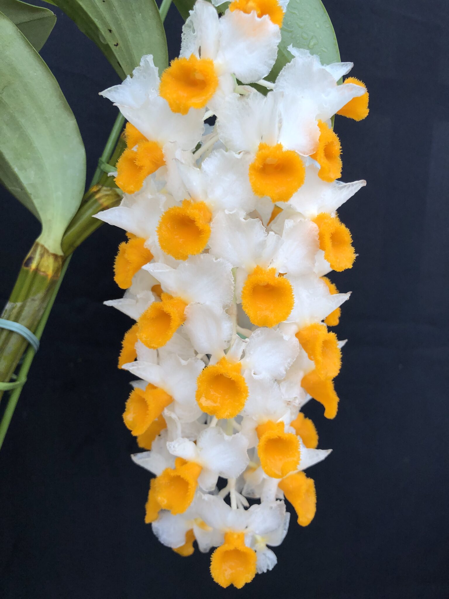 デンドロビューム原種 | 仙台洋ラン園